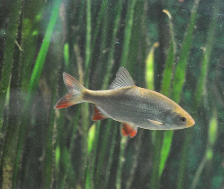 ZOOTOGRAFIANDO (5.836 ANIMALS): RUTILO / ROACH (Rutilus rutilus)