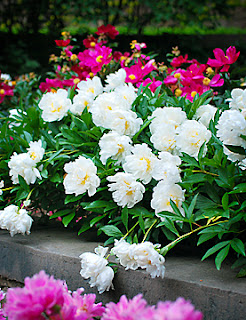 Peony Flowers: The King of The Flower Kingdom | Flowers