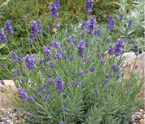 Virágoslányok: Szereted a levendulát?