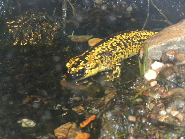 The Zoo Review: Species Fact Profile: Fire Salamander (Salamandra ...