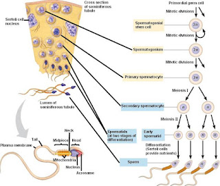 BIOLOGI: Spermatogenesis (Pembentukan Gamet Jantan)