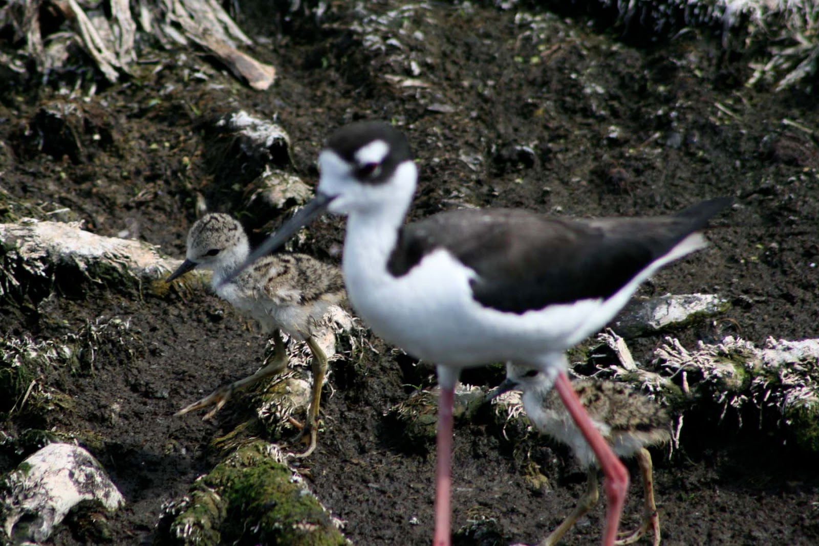 Hipster Birders: Featured Feathered Friend: Baby Edition! - Black ...
