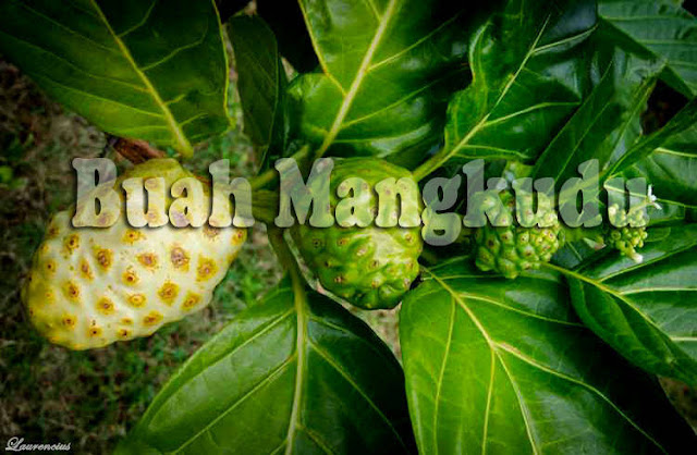 Mengenal Apa Itu Buah Mengkudu Atau Pace - Laurencius