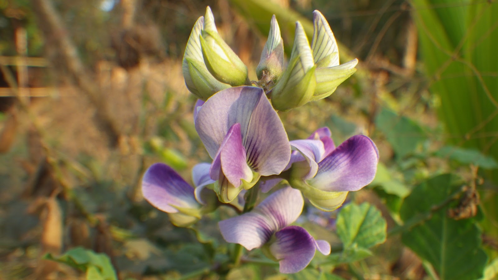 Epic adventure: Flowers of Goa & Hampi