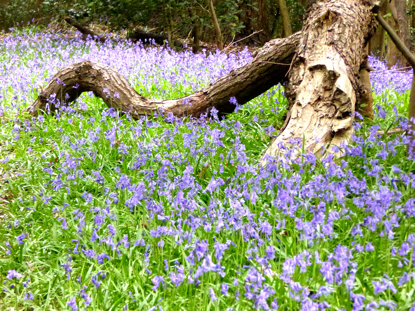 greenjottings: In search of bluebells