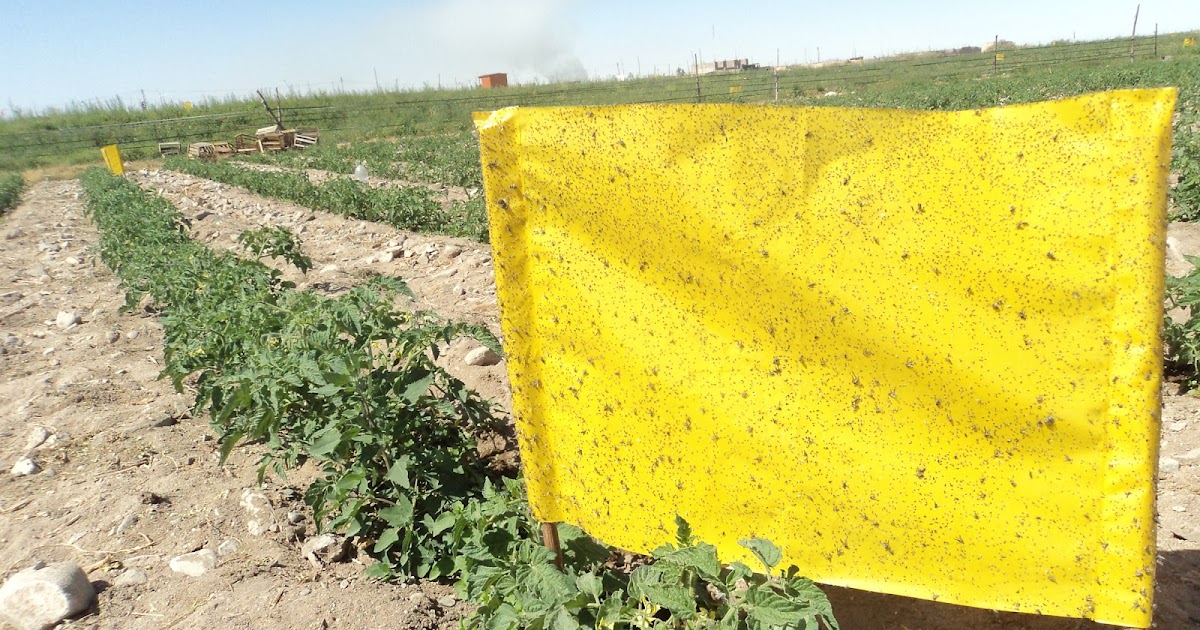 ORGANICO: Uso de trampas amarillas en el control etológico de cultivos ...