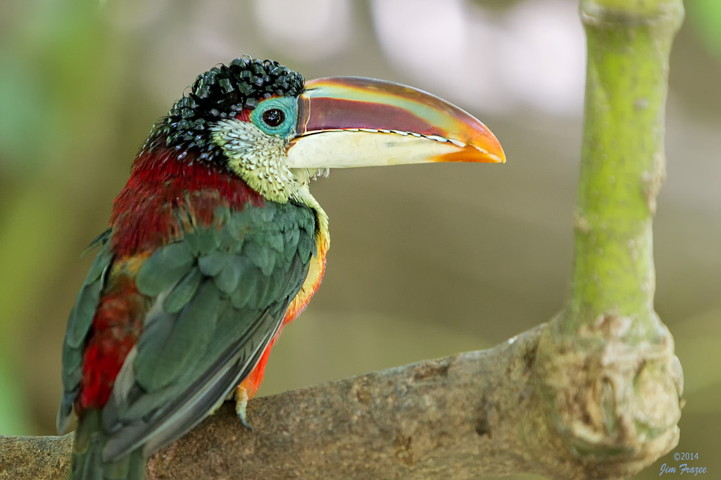 Biologia-Vida: Araçari-mulato / Curl-crested Aracari (Pteroglossus ...