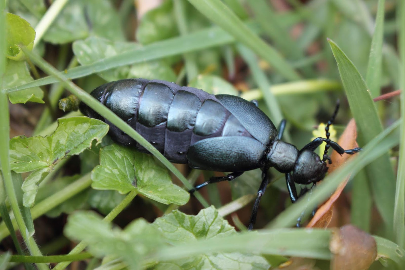 Valley Naturalist: Violet Oil Beetles