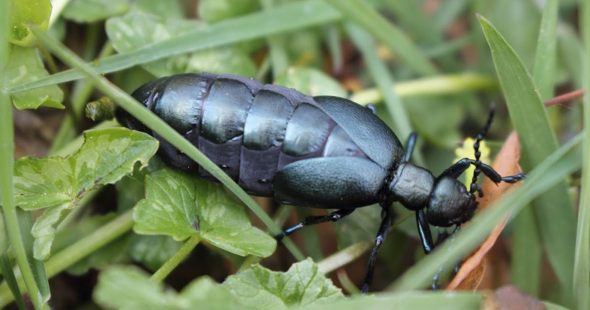 Valley Naturalist: Violet Oil Beetles