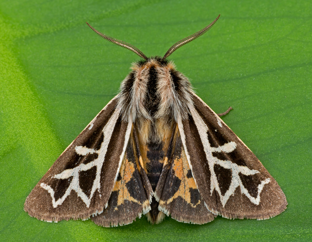 Moths of Calgary