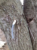 Seasonal Food from Eating with Bev: How to Seal a Maple Tree Tap Hole