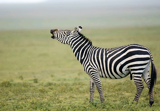 Fotos de cebra - Imagui