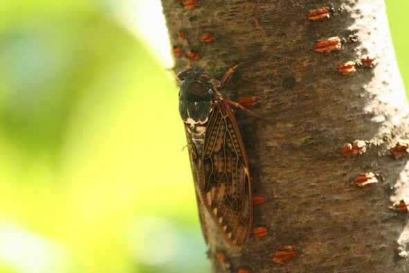 Zoos in Japan: The Sounds of Summer: Japanese “Semi” (Cicadas)