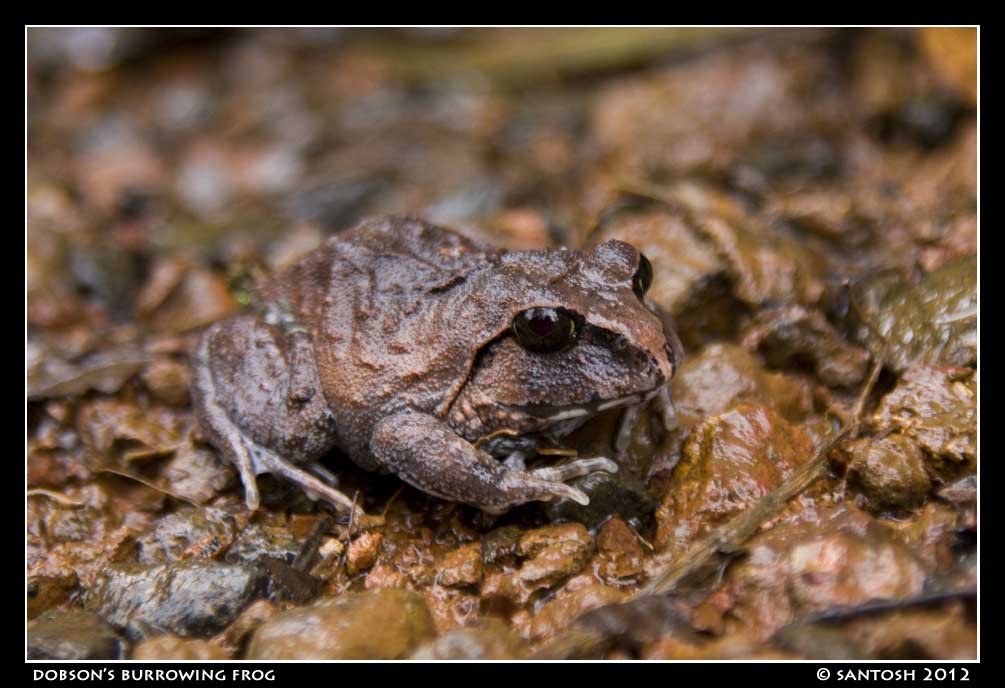 Huchchara Santhe: croak croak... Croakers