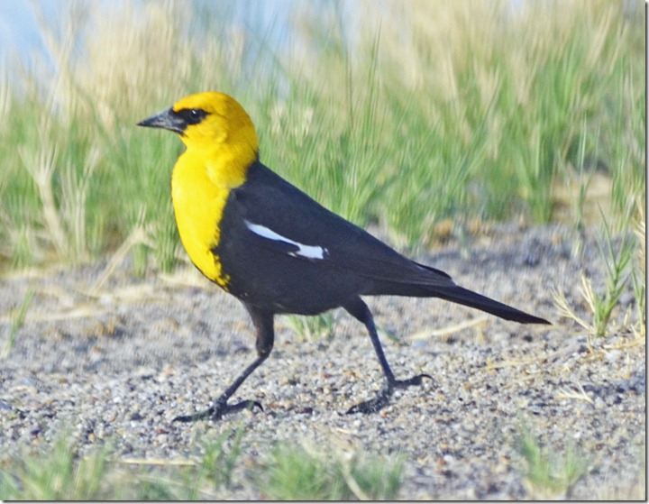 Birding On The Road: Yellow Headed Black-Bird