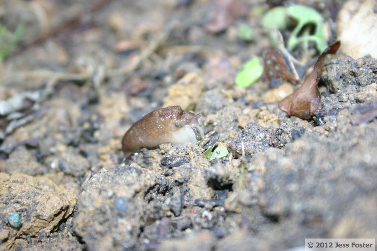 Sluggin' Along: Slug Waste Disposal: Part 2