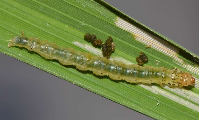 ID BuDDy: ENTOMOLOGY :- Insect Pests of Field Crops and their Management