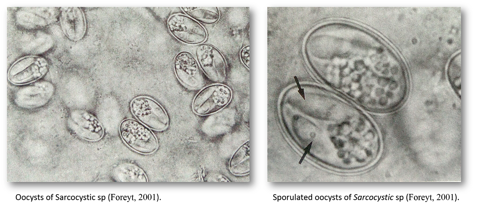 ENDOPARASIT PADA KUCING