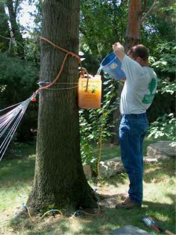 Arbor Veritas -(Tree Truth): Tree Injections