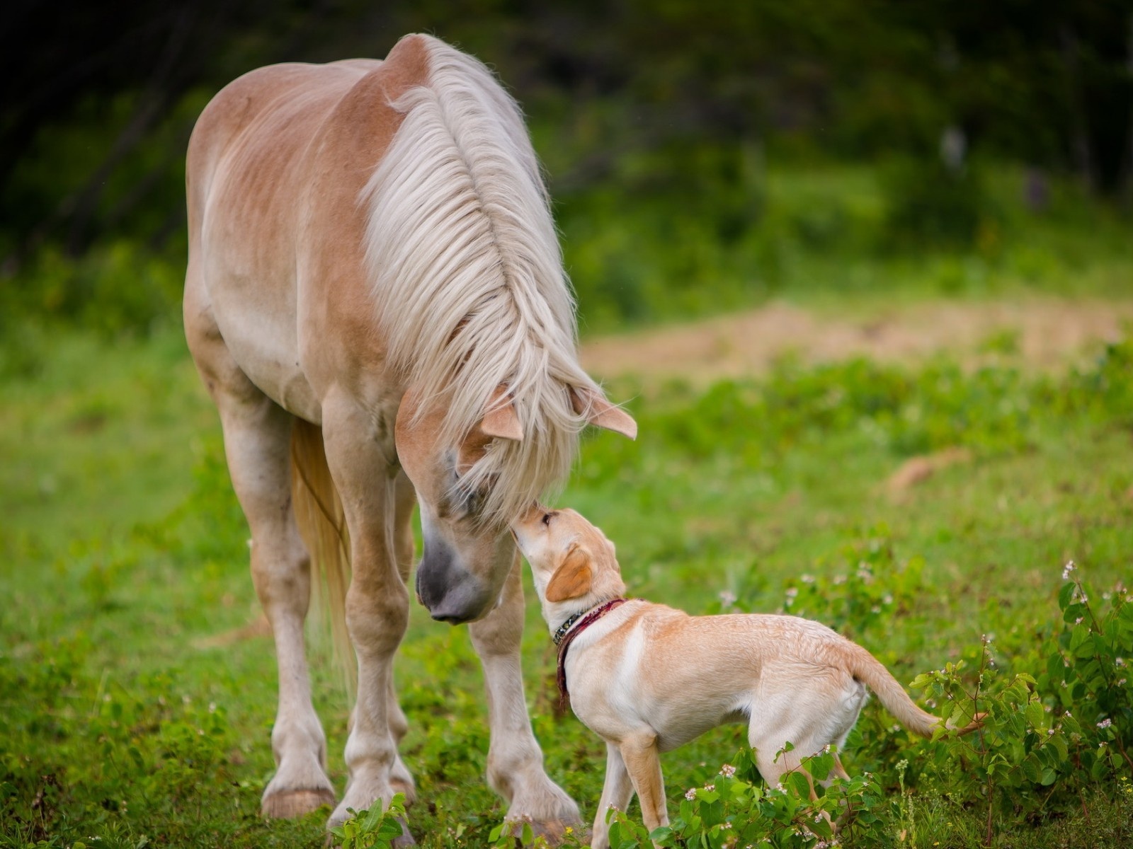 Fotos de imponentes caballos en praderas