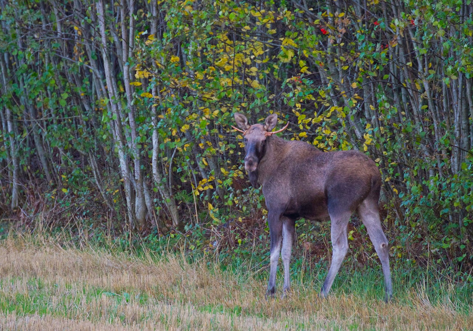 Naturfoto Einar Hugnes: Elg og vakker kveldshimmel