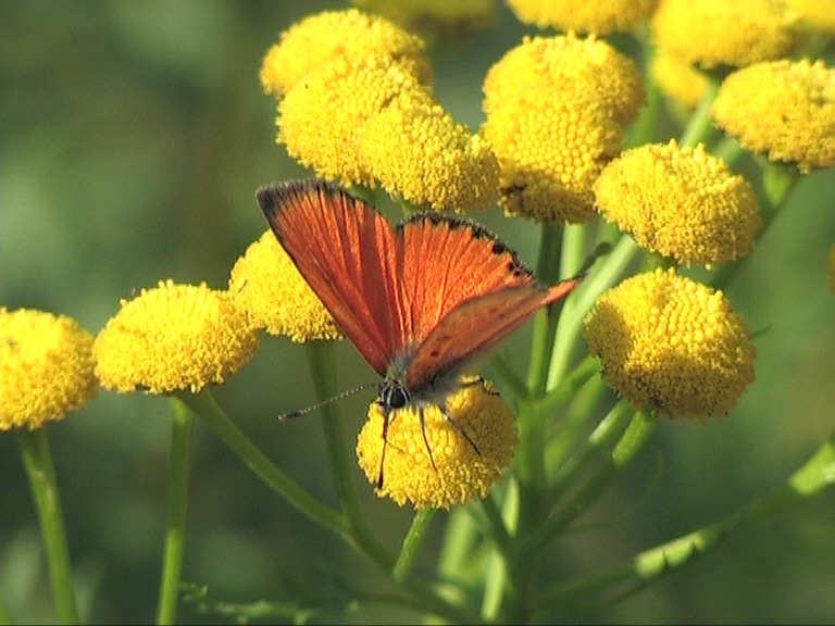 Birding and Dragonfly Videos