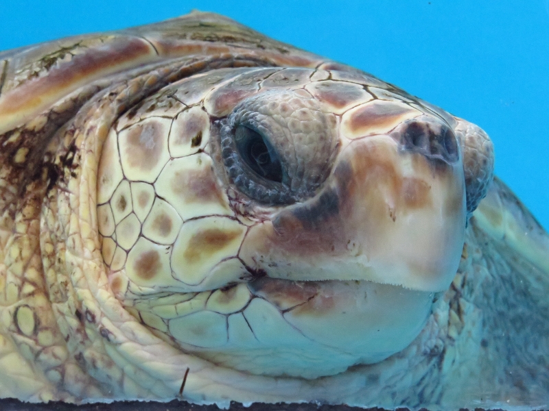 Gypsy Monika: Jupiter,Florida~Off The Beaten Path & Out Of This World!