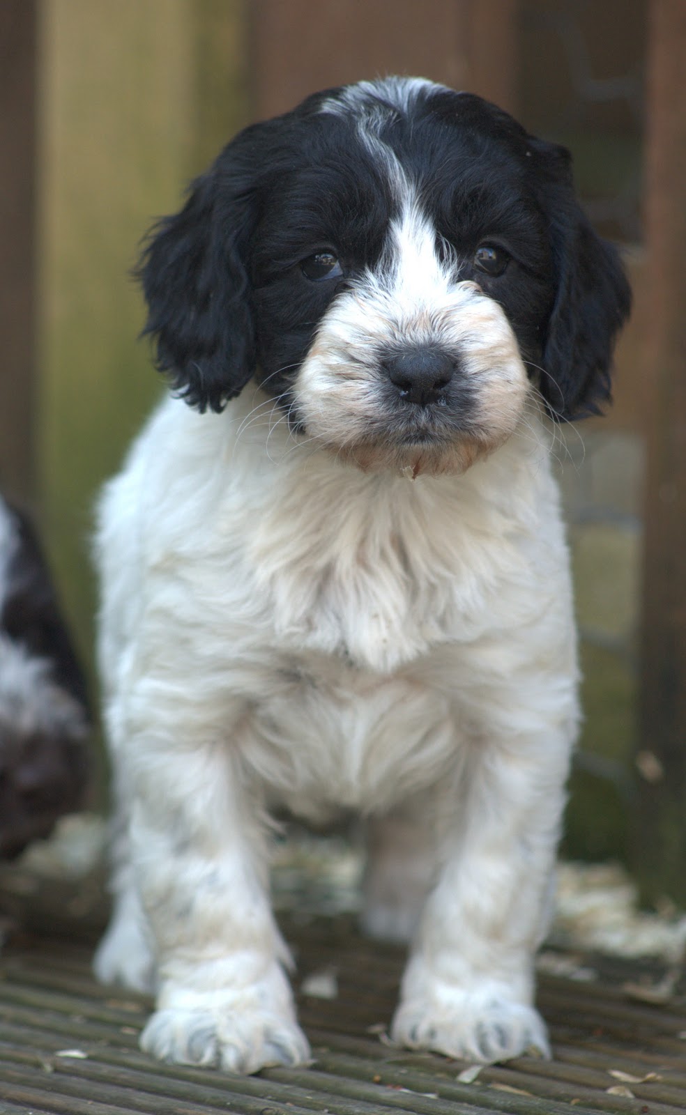 Jukee Doodles : Puppy Gallery