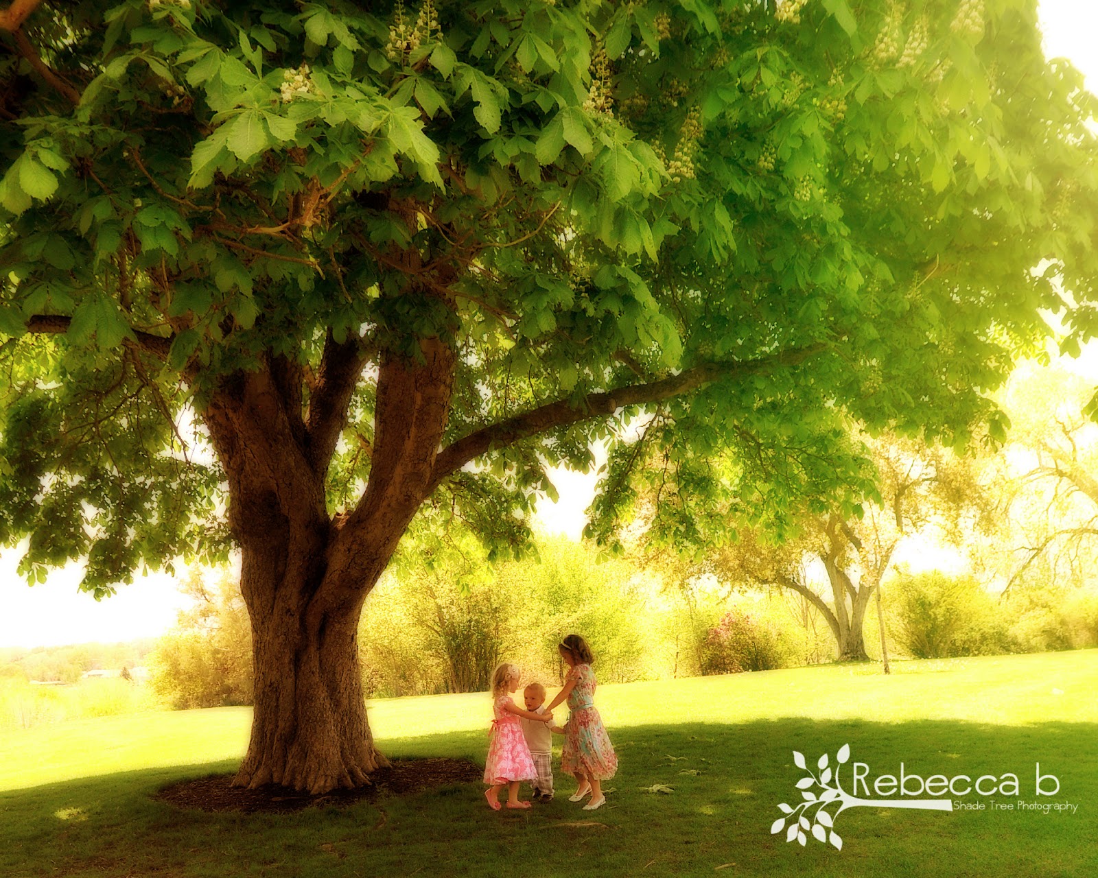 Shade Tree Photography