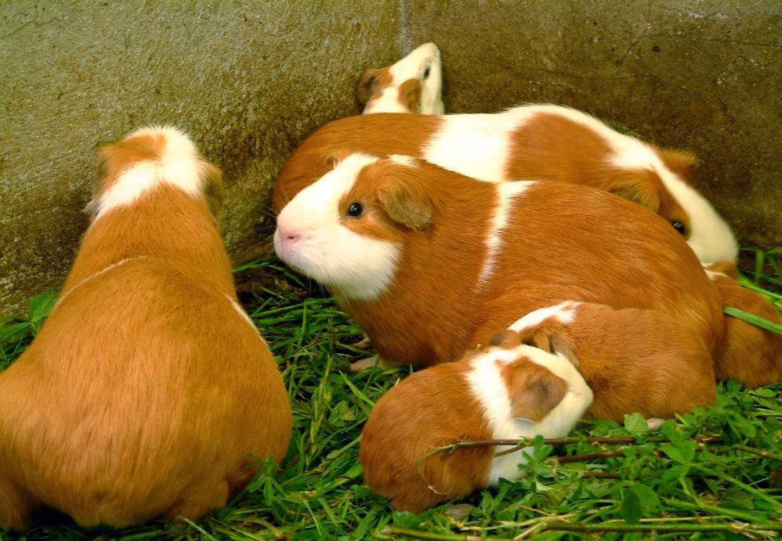 AGRO JUNÍN: Criadores de cuyes de Sapallanga se benefician con plan de ...