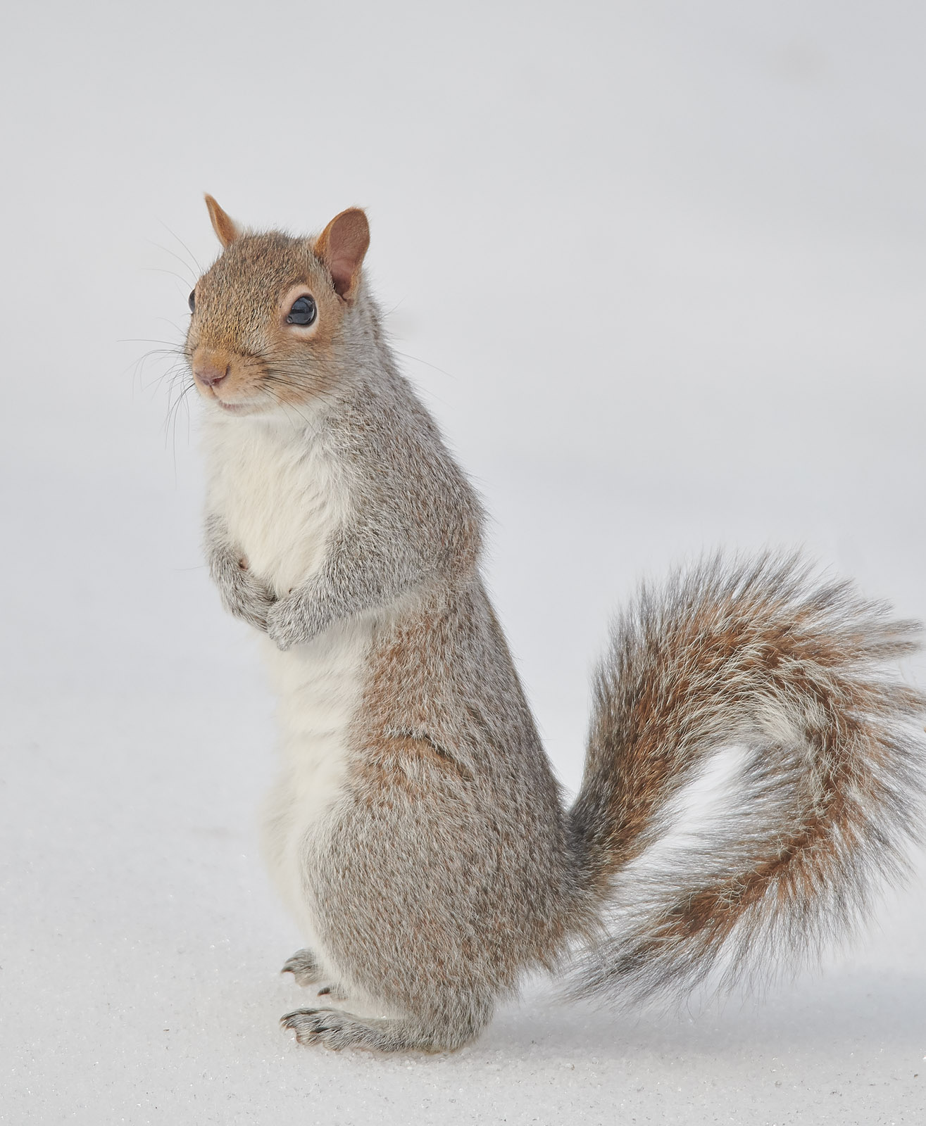 Mike's Photographs : High-Key Squirrel