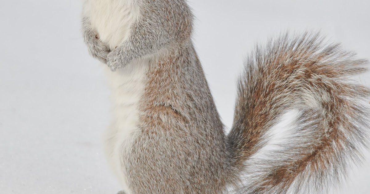 Mike's Photographs : High-Key Squirrel