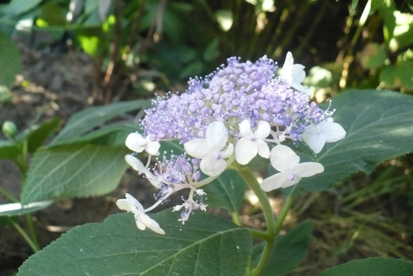 Hydrangea, Hortensja: Hydrangea involucrata (Hortensja otulona) 'Late Love'