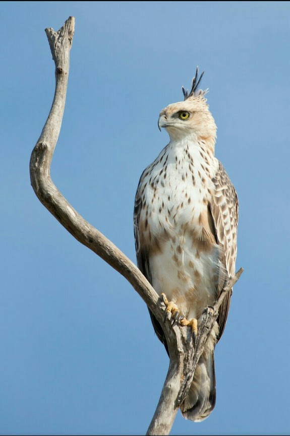 Birds in Thailand: Changeable Hawk Eagle