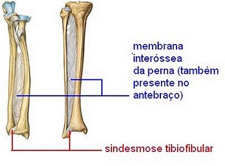 FISIOTERAPIA: a arte de transformar.: DAD - ANATOMIA E FISIOLOGIA DAS ...