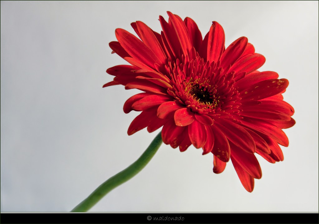 gerberas: SIGNIFICADO DE LOS COLORES
