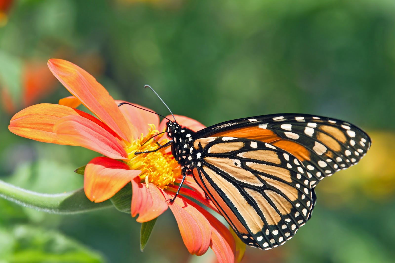 Rotary Botanical Gardens - Hort Blog: Monarch Magnets