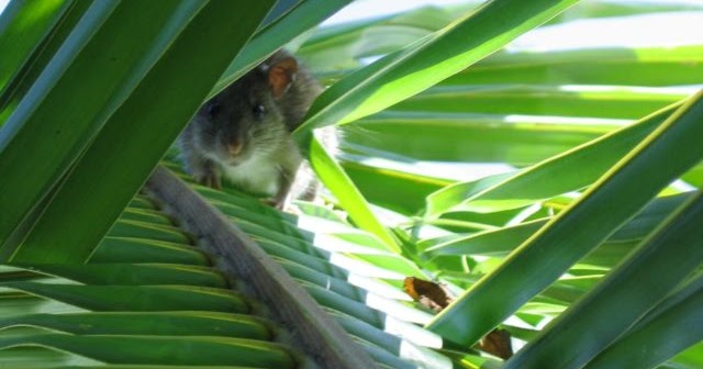 Raising Islands--Hawai'i science and environment: New study finds rat ...