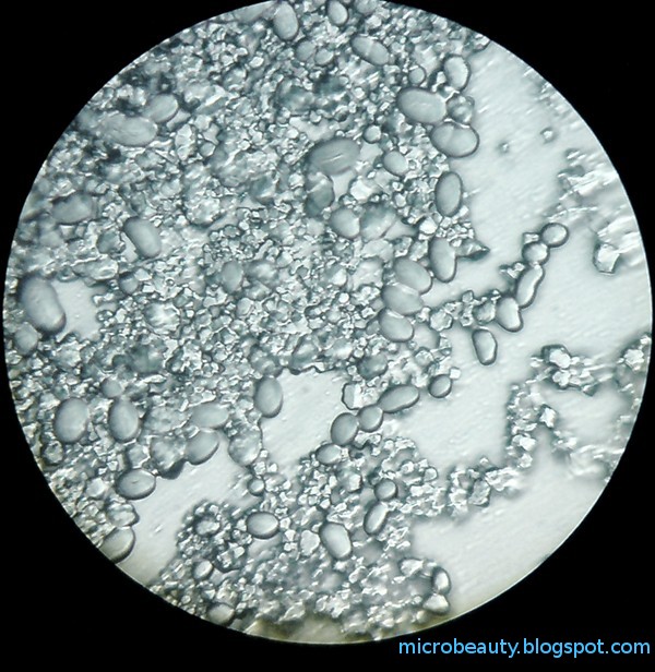 The Wonderful Microworld: Coffee, Puffed Rice, Flour and Grape Skin ...