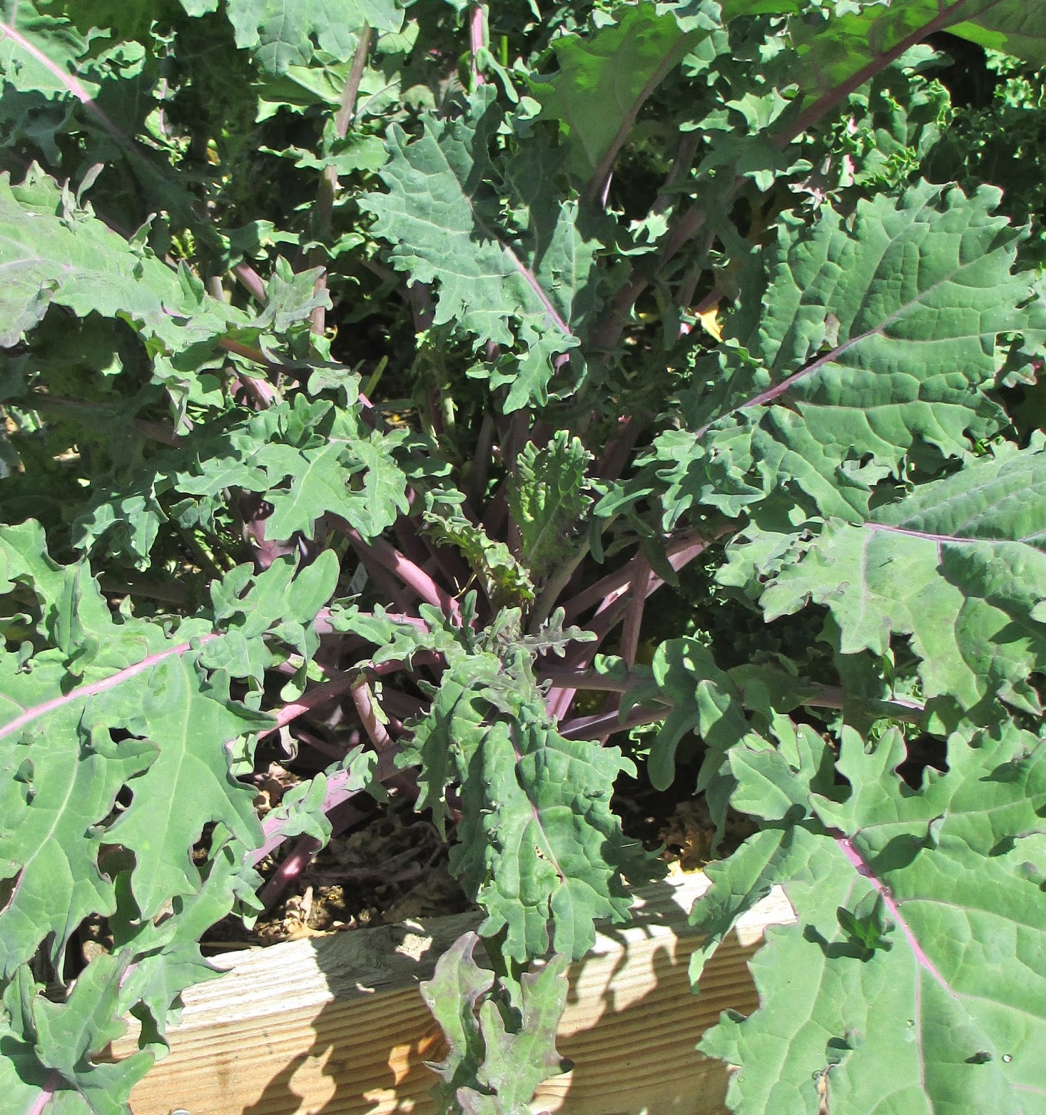 Andie's Way: Red Russian Kale