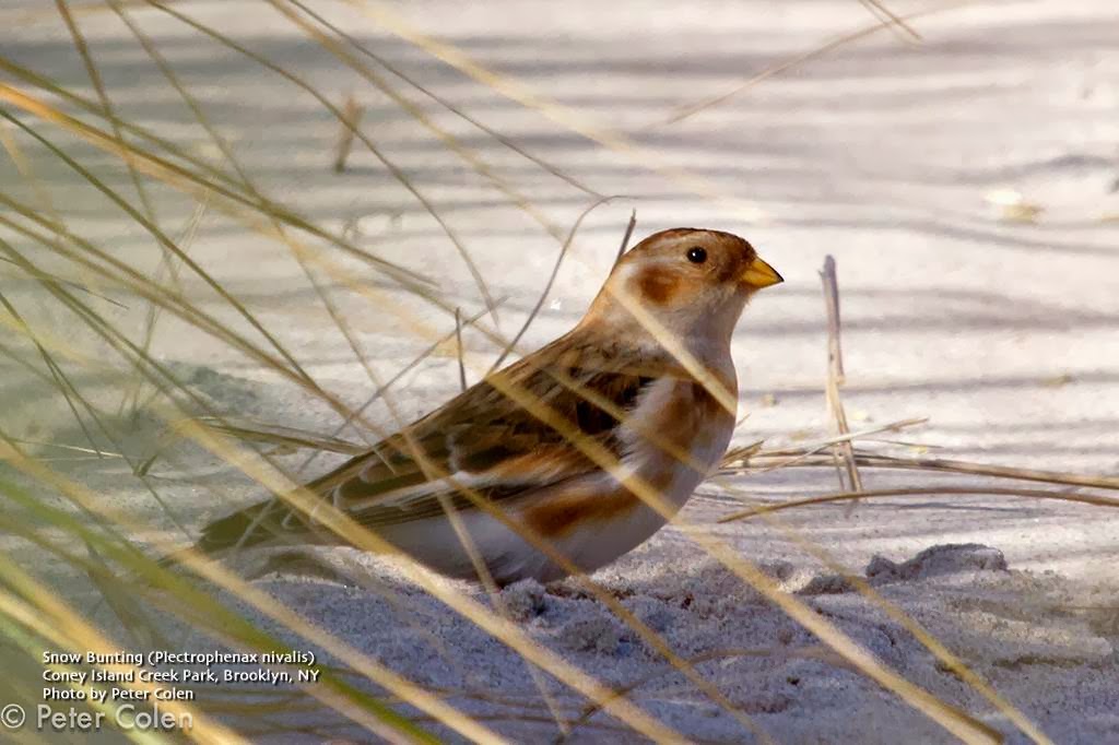 The City Birder: November Birds