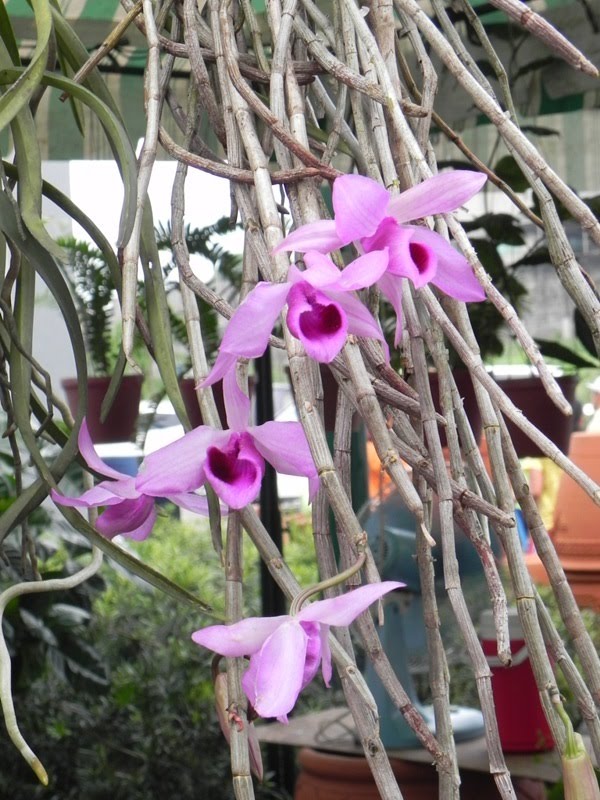 OUR PHILIPPINE TREES: Ano ang Amoy ng Sanggumay (What is the Sanggumay ...