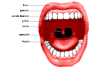 La roue de la sante - Tableau des Pathologies: BOUCHE & DENTS