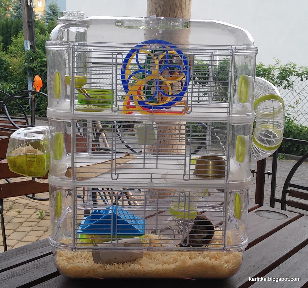 Cały świat Karli: Hodowla chomików - Dziecko na Warsztat