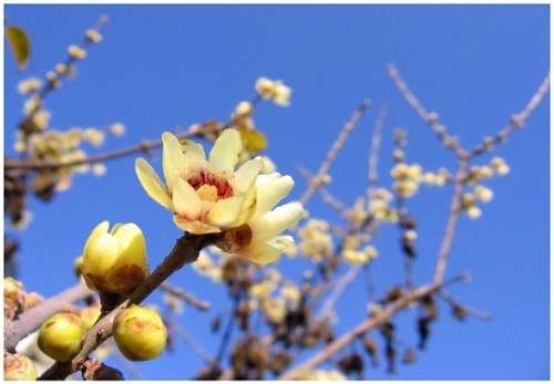 La Regina del Sapone: calicanthus fragrans, il fiore di fine inverno