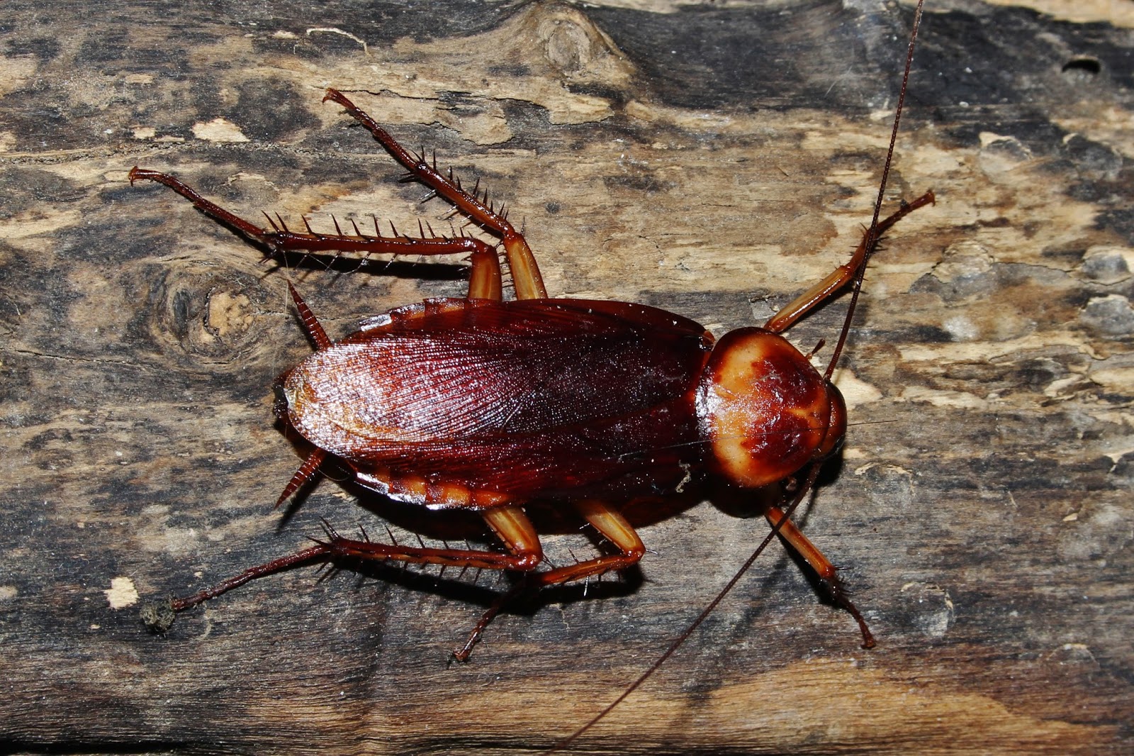 Biodiversity of Cyprus by NGO Protection of the Natural Heritage and ...