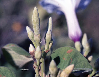 Plants With Extra Floral Nectaries - Patriots