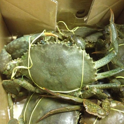 Mud Crab Export from India with High Quality - Mud Crab Exporters, Mud ...