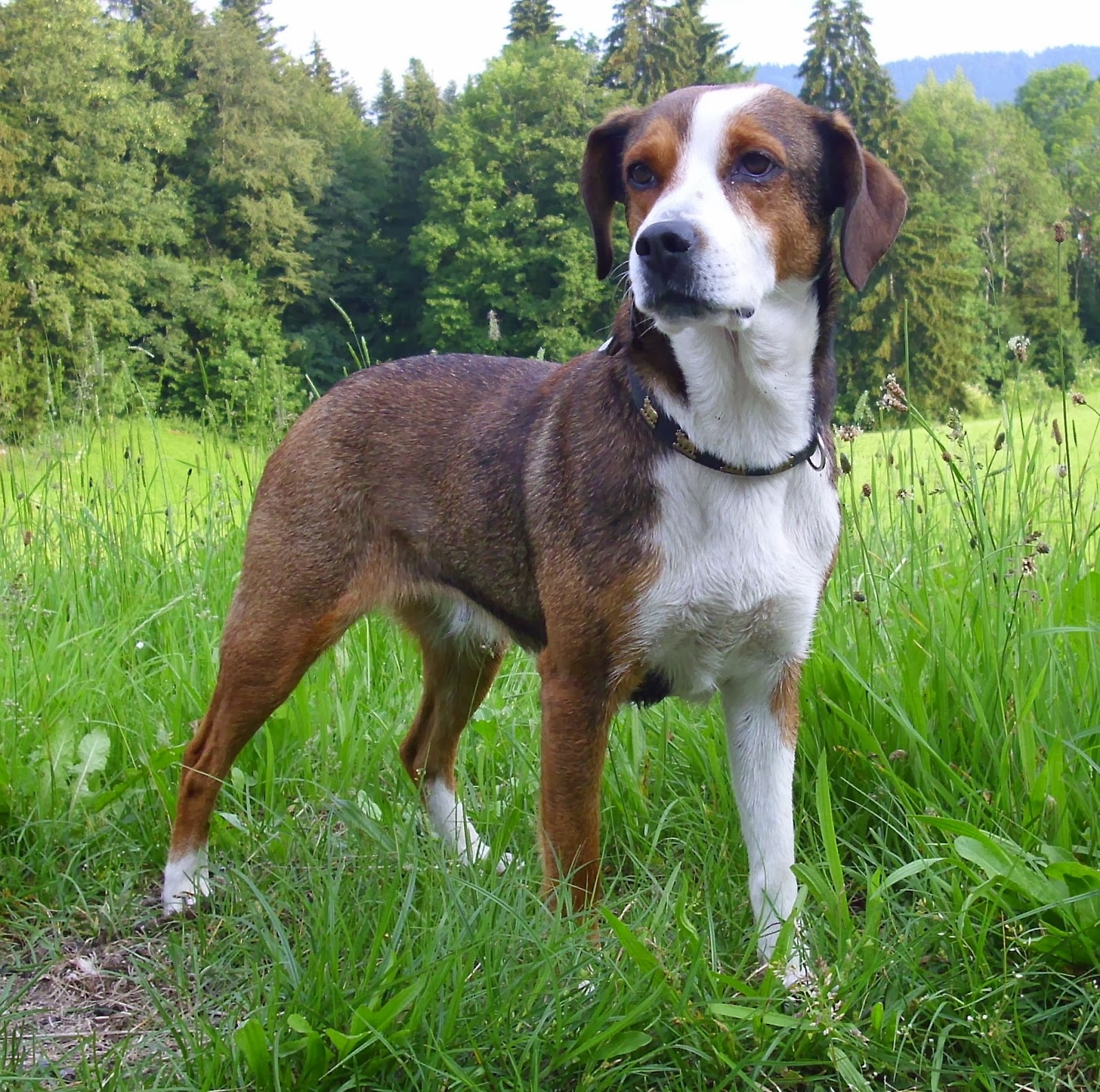 ÖSTERREICHISCHER PINSCHER vom Bunten Hundehof: unsere Hunde