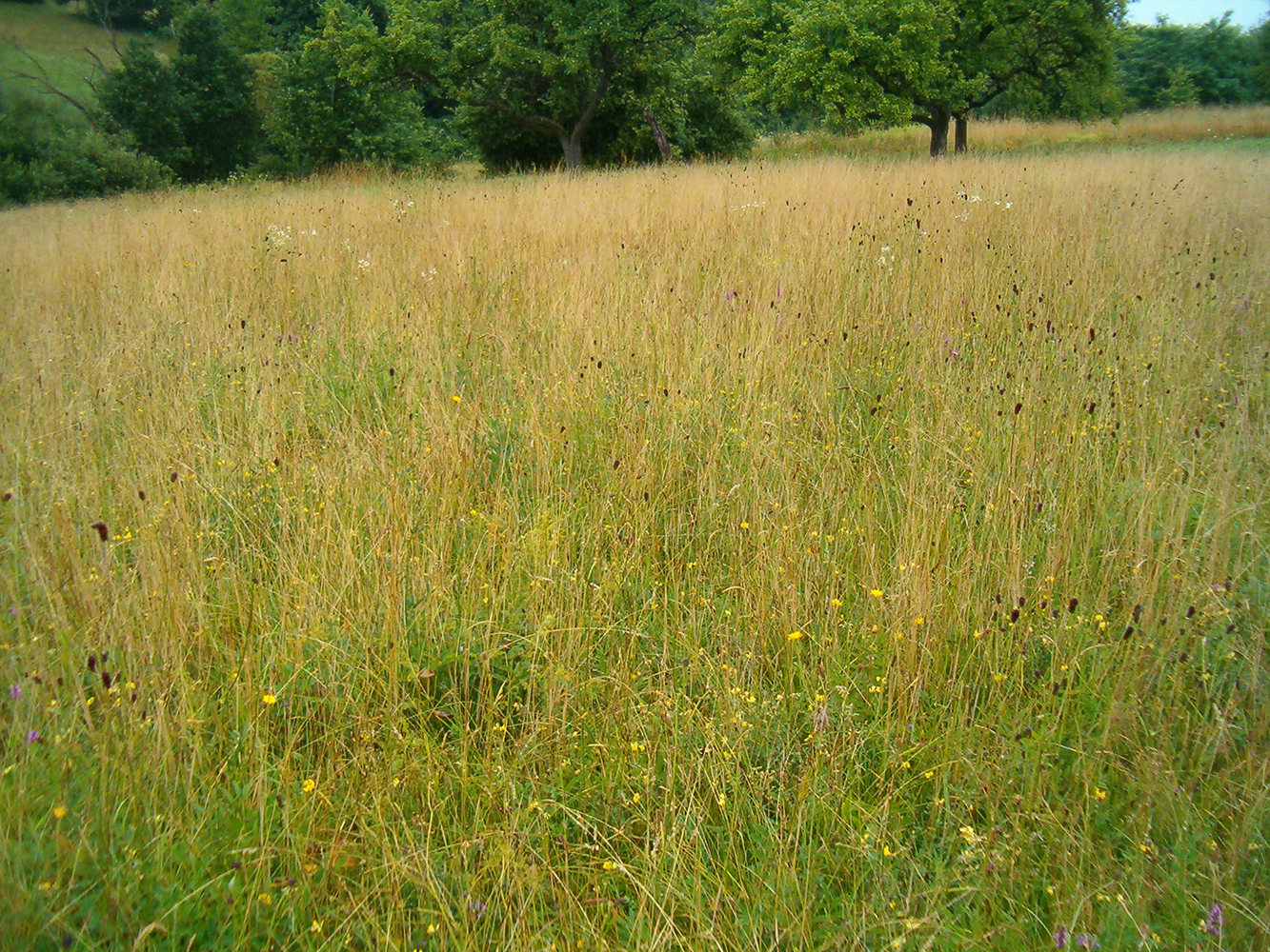 Lengyel Attila kutatói blogja: Magyarországi mezofil és félszáraz ...